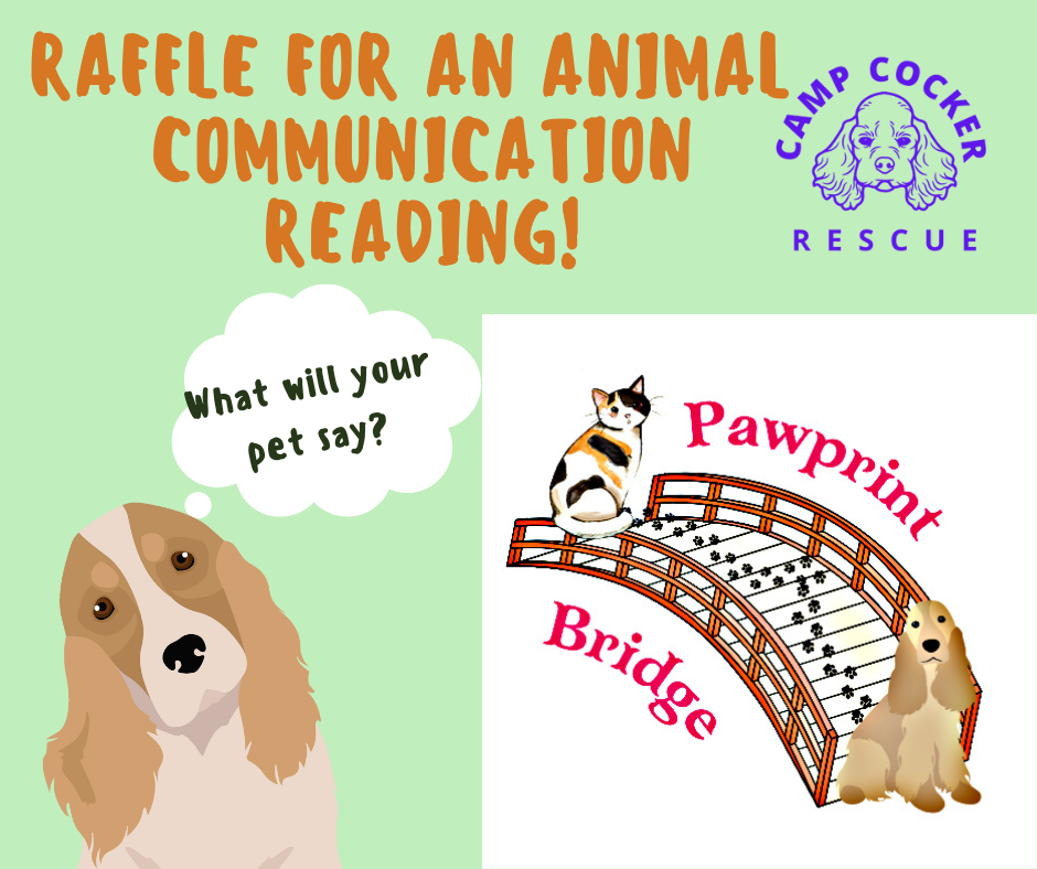 Animal Communication raffle! – Camp Cocker Rescue